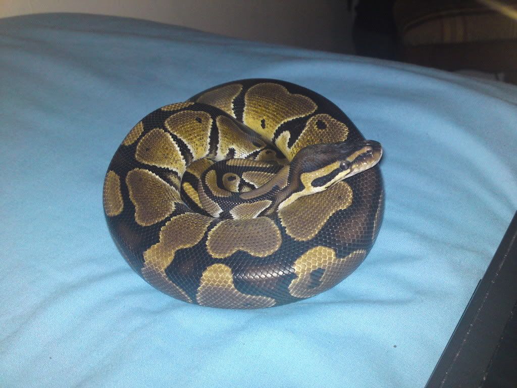 The Royal Python Thread ! | Reptile Forums
