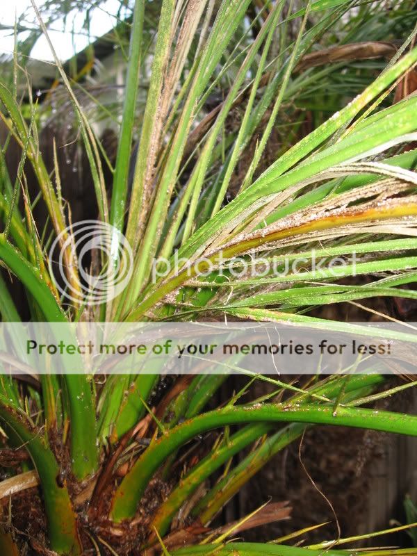 Pest or disease? - DISCUSSING PALM TREES WORLDWIDE - PalmTalk