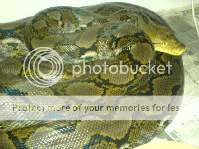 Reticulated Python's | Reptile Forums
