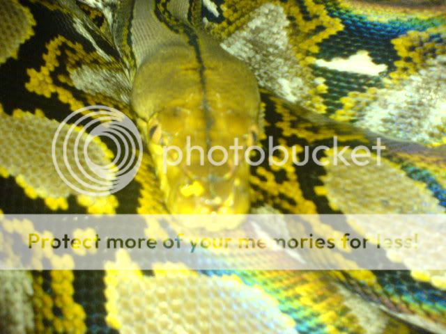 Bali Yellow Head Reticulated Python | Reptile Forums