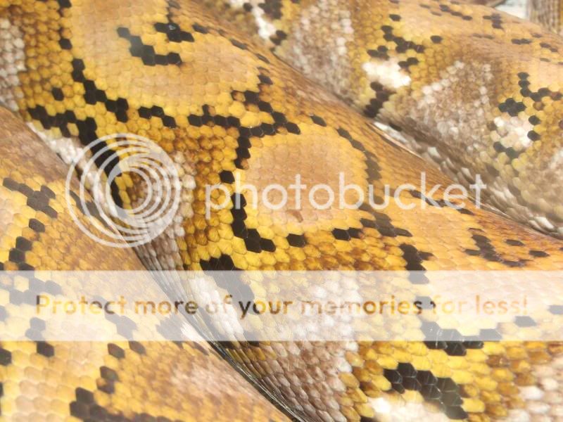 Dwarf Head Shots | Reptile Forums