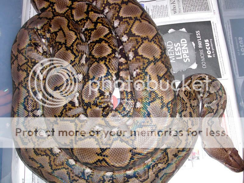E Midlands - Dwarf Jampea Reticulated Python | Reptile Forums