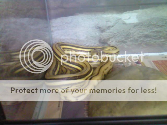 Reticulated Python's | Reptile Forums