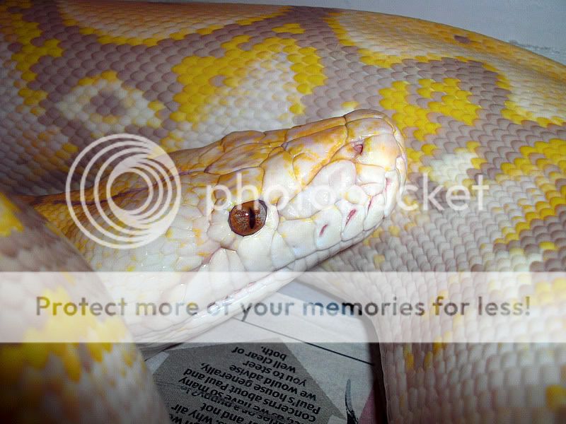 NW England - Adult Male Purple Albino Retic | Reptile Forums