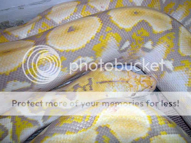 adult male retic photos please!!! | Reptile Forums