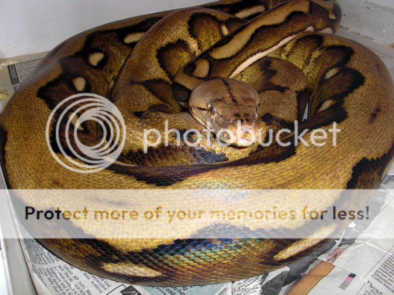 E Midlands - Female Sunfire Tiger and Male Jampea Retic | Reptile Forums