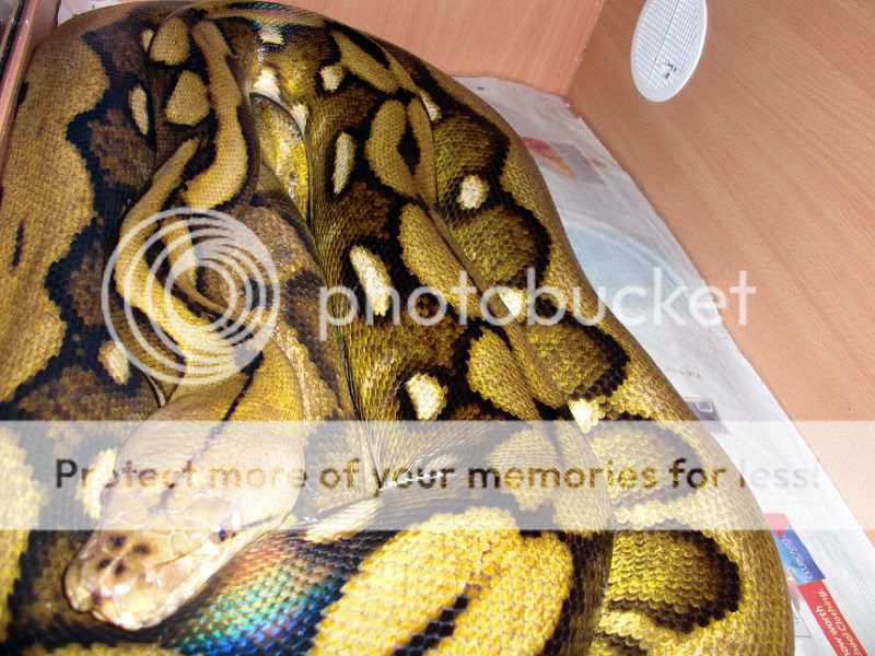 E Midlands - 3 year old Female Suntiger Retic | Reptile Forums