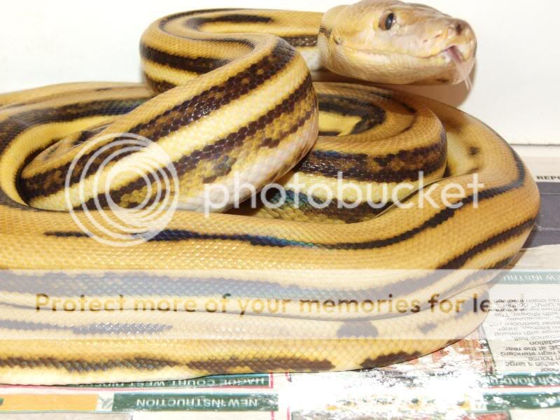 Super Tiger Retic | Reptile Forums