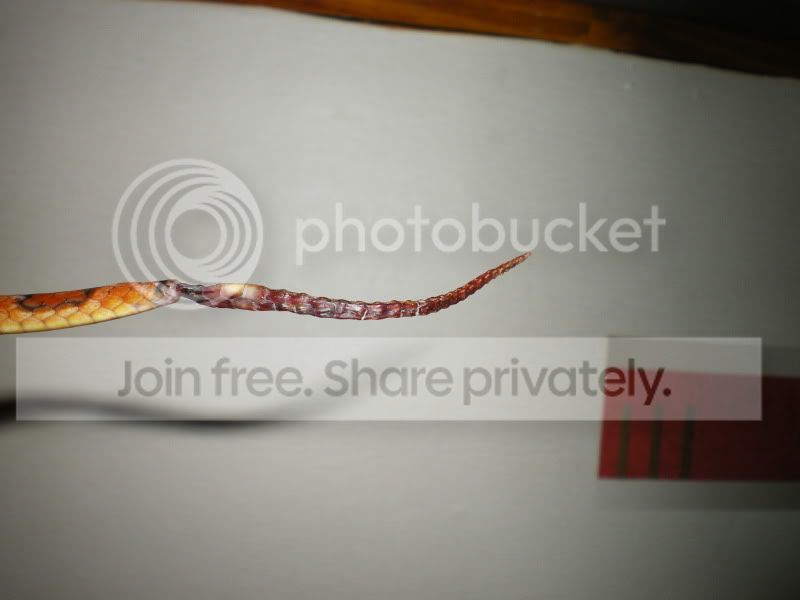 Problem with Corn snake,s tail | Page 2 | Reptile Forums