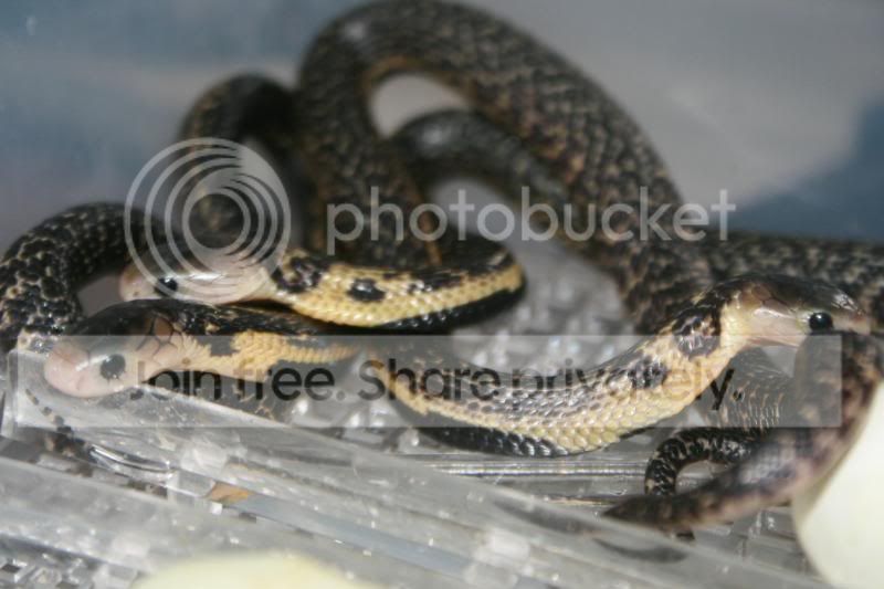 UK first Breeding of Samar cobra | Reptile Forums