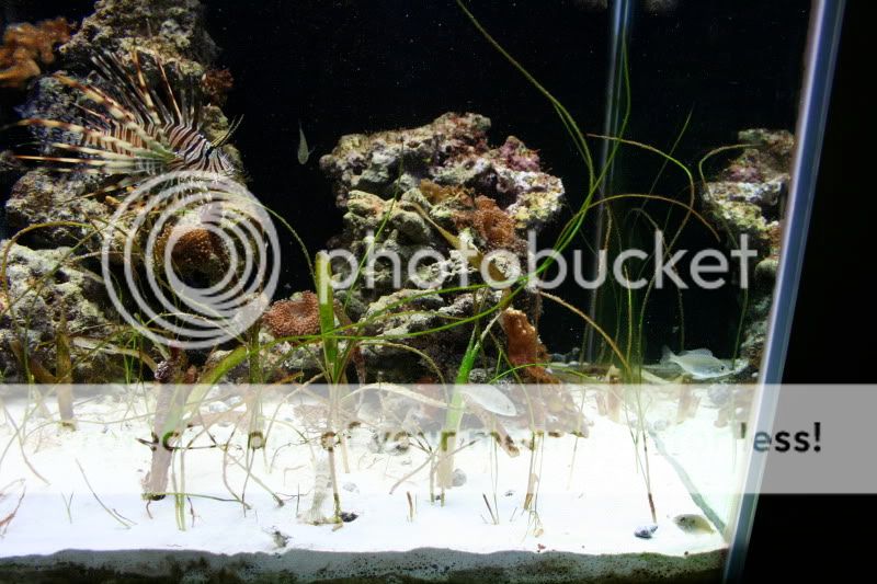 Wes's 65g Seagrass + Lionfish Tank | Carolina Fish Talk Forums