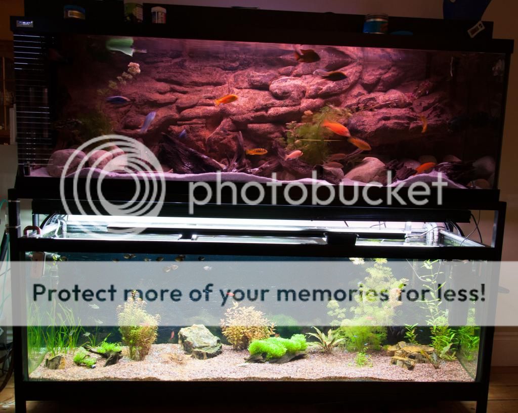 The 6 Foot Plus Club | Page 7 | The Planted Tank Forum