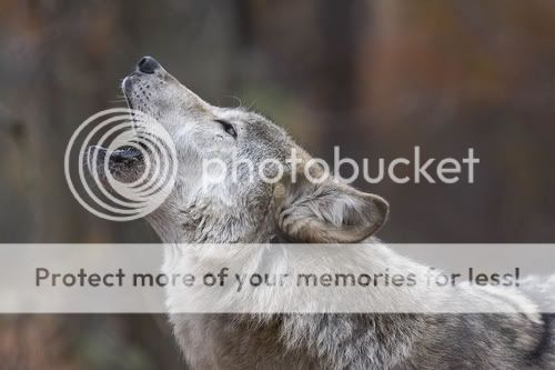 Pack Knowledge | An educational site about the majestic Timber Wolf.