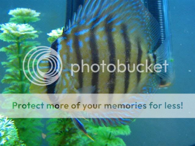 Just add Salt? - SimplyDiscus