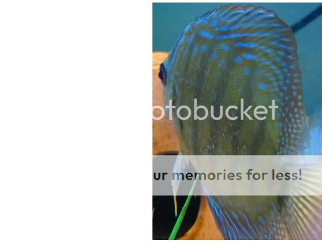 Just add Salt? - SimplyDiscus