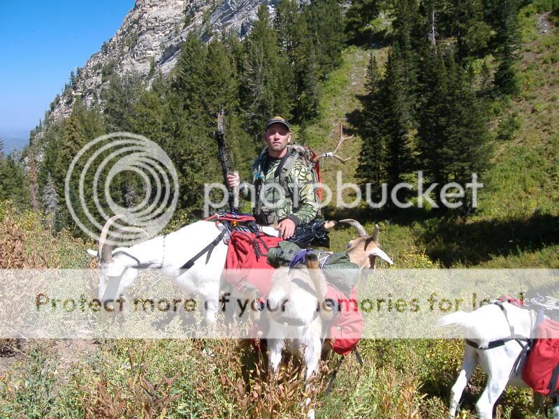Pack Goats | Long Range Hunting Forum – Expert Gear Reviews & Tactical Tips