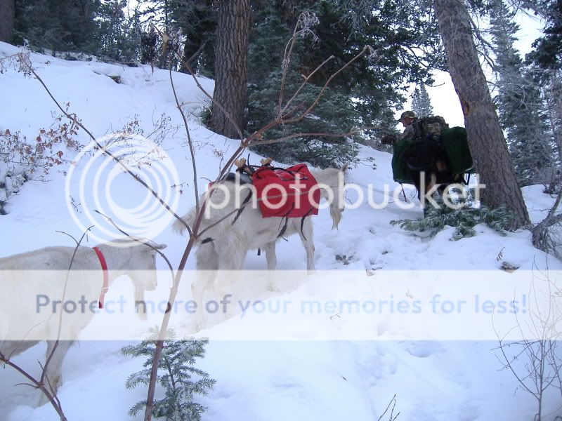Pack Goats | Long Range Hunting Forum – Expert Gear Reviews & Tactical Tips